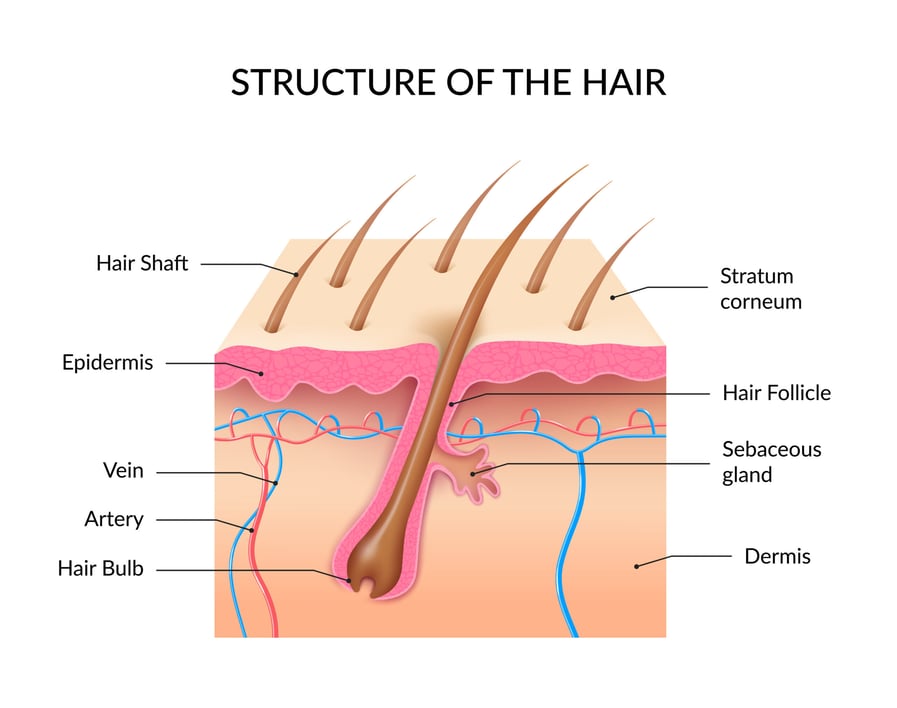 Hair Follicles 101: Structure, Functions and Associated Conditions